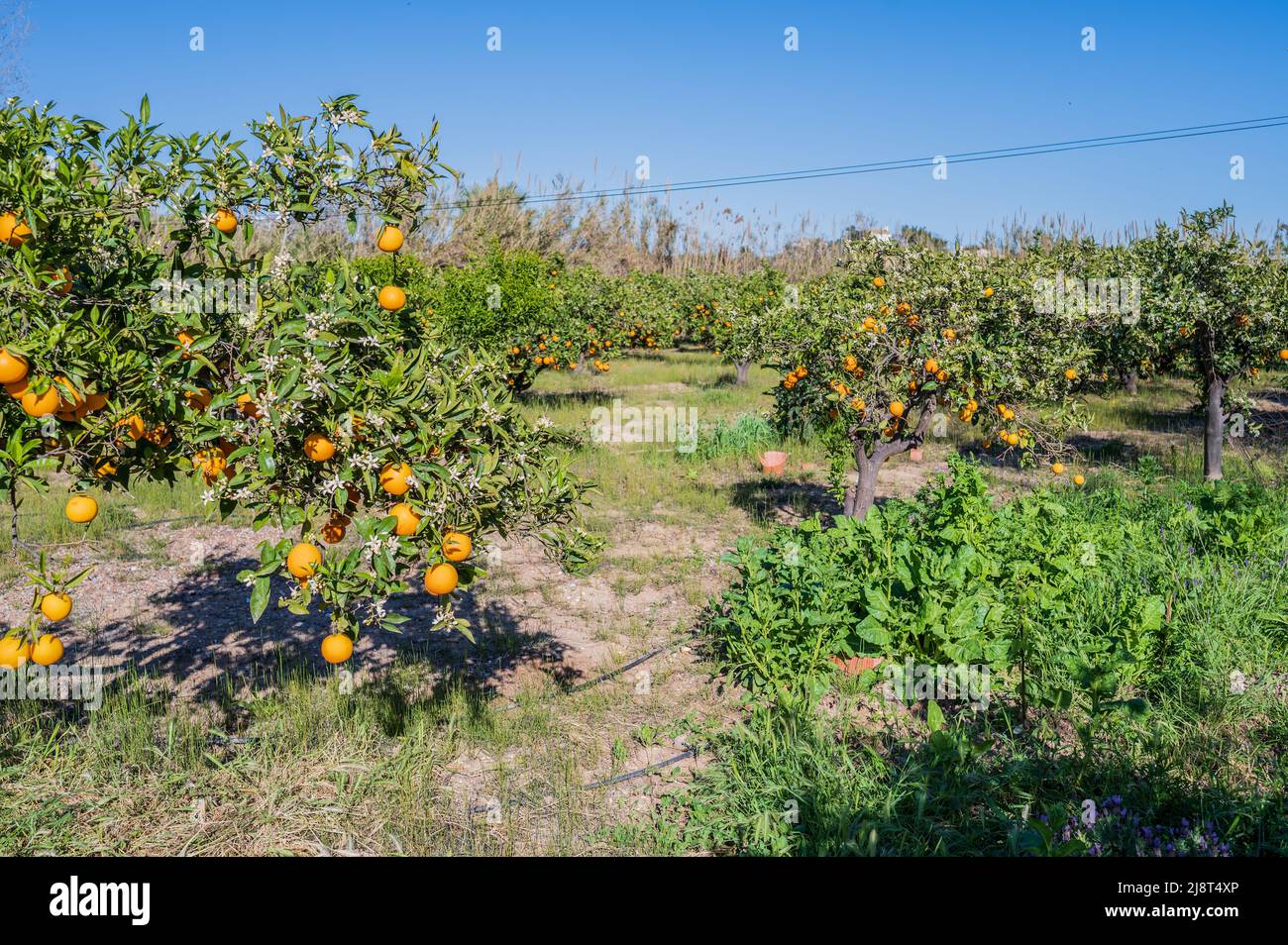 Orange tree fields in rural area of Altea, Alicante, Spain Stock Photo ...