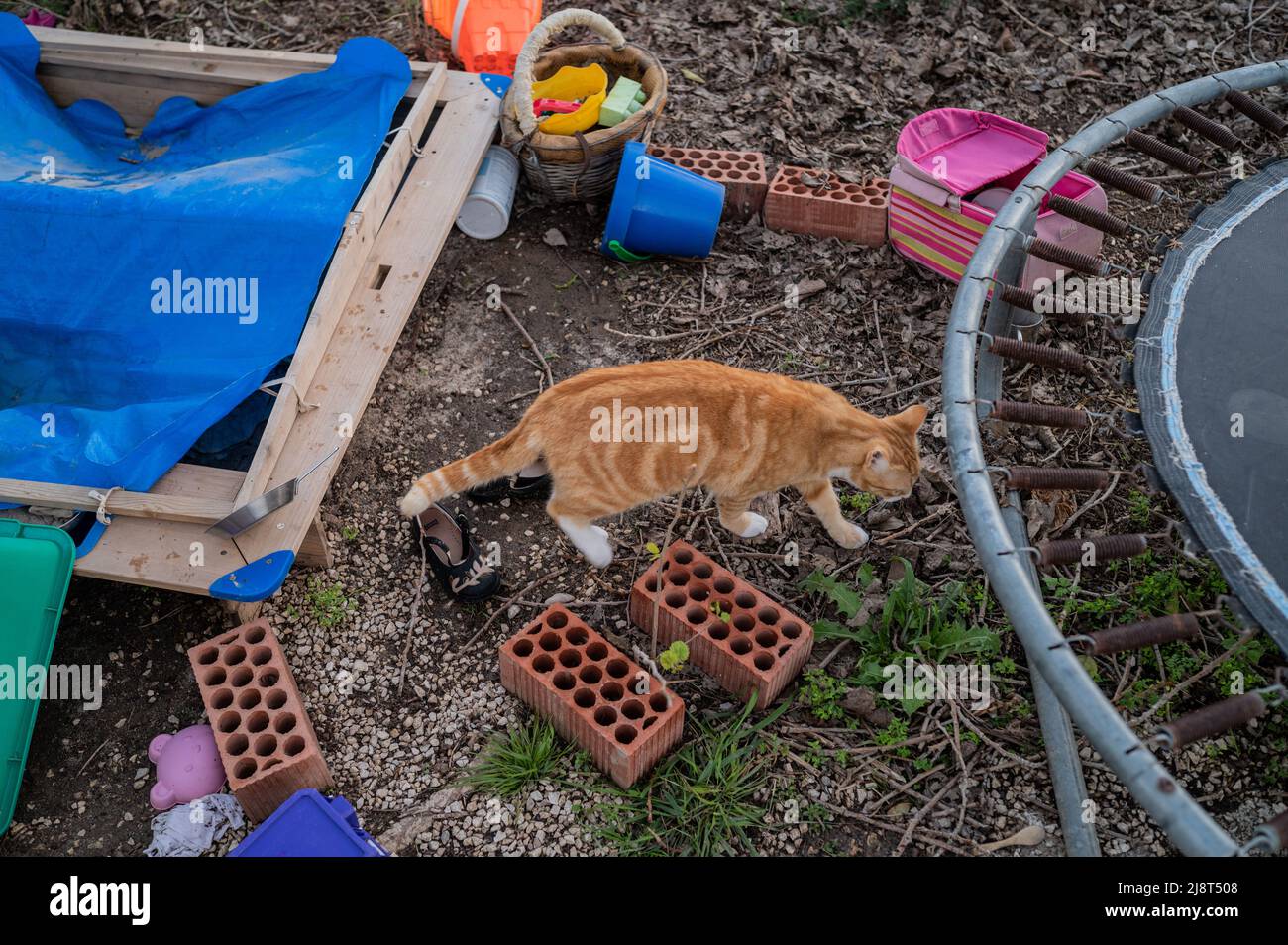 Cat in rural house backyard Stock Photo - Alamy