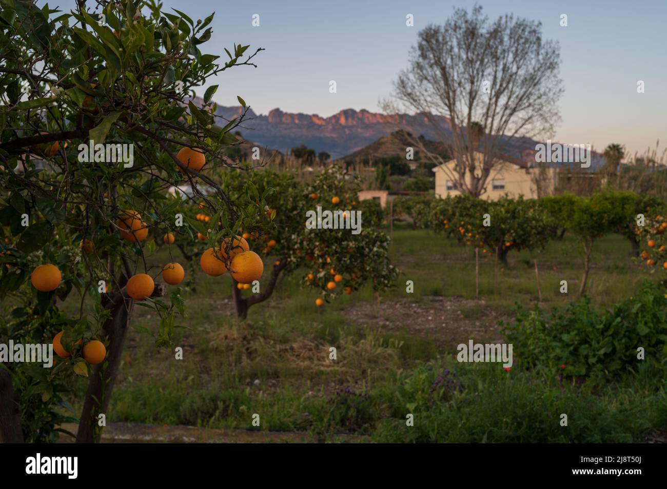 Alicante altea sunset hi-res stock photography and images - Alamy