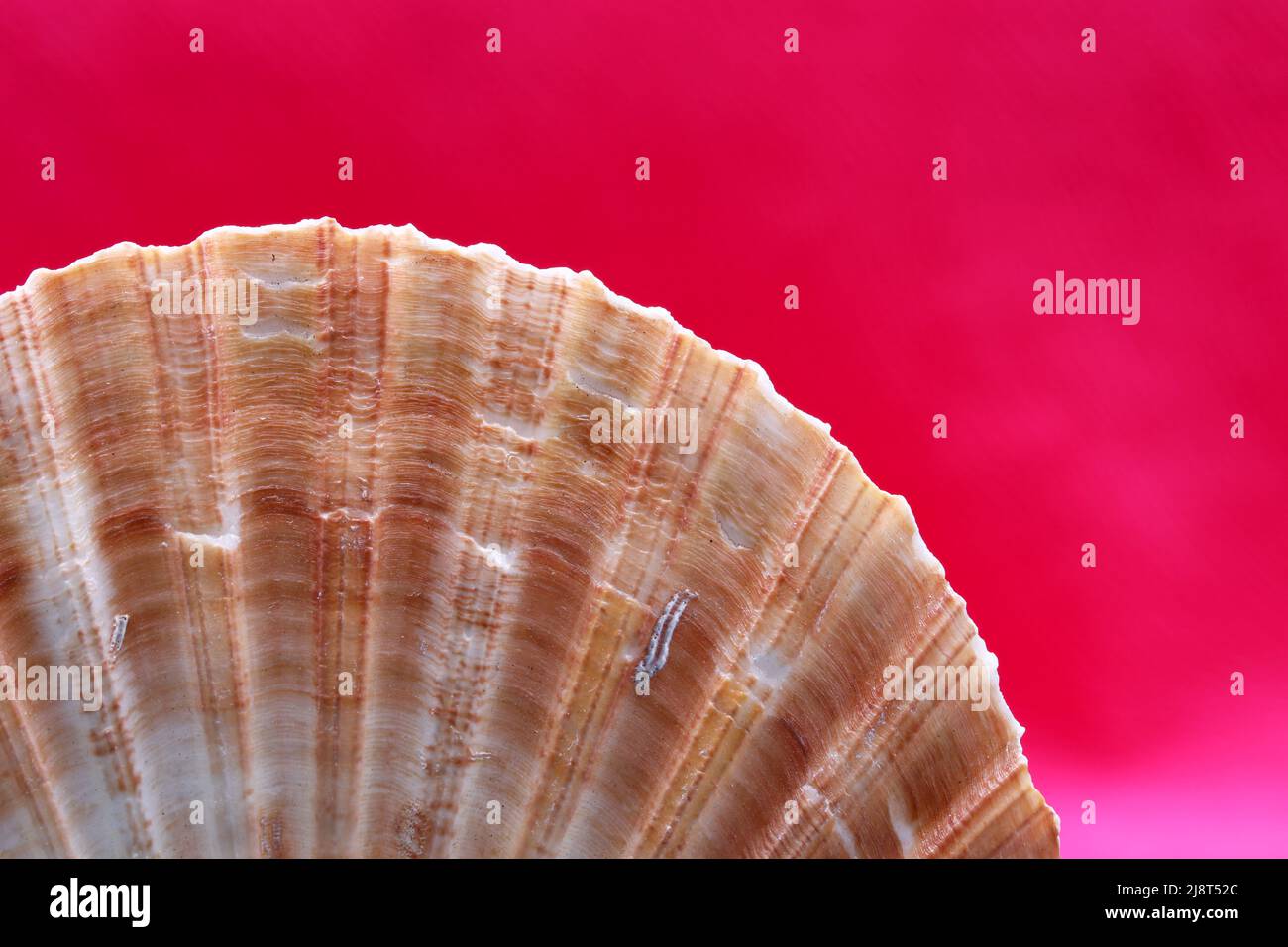 Seashell catalog hi-res stock photography and images - Alamy