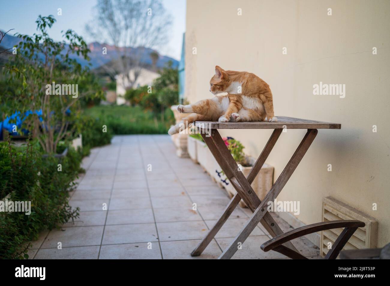 Pose cat stretching hi-res stock photography and images - Alamy