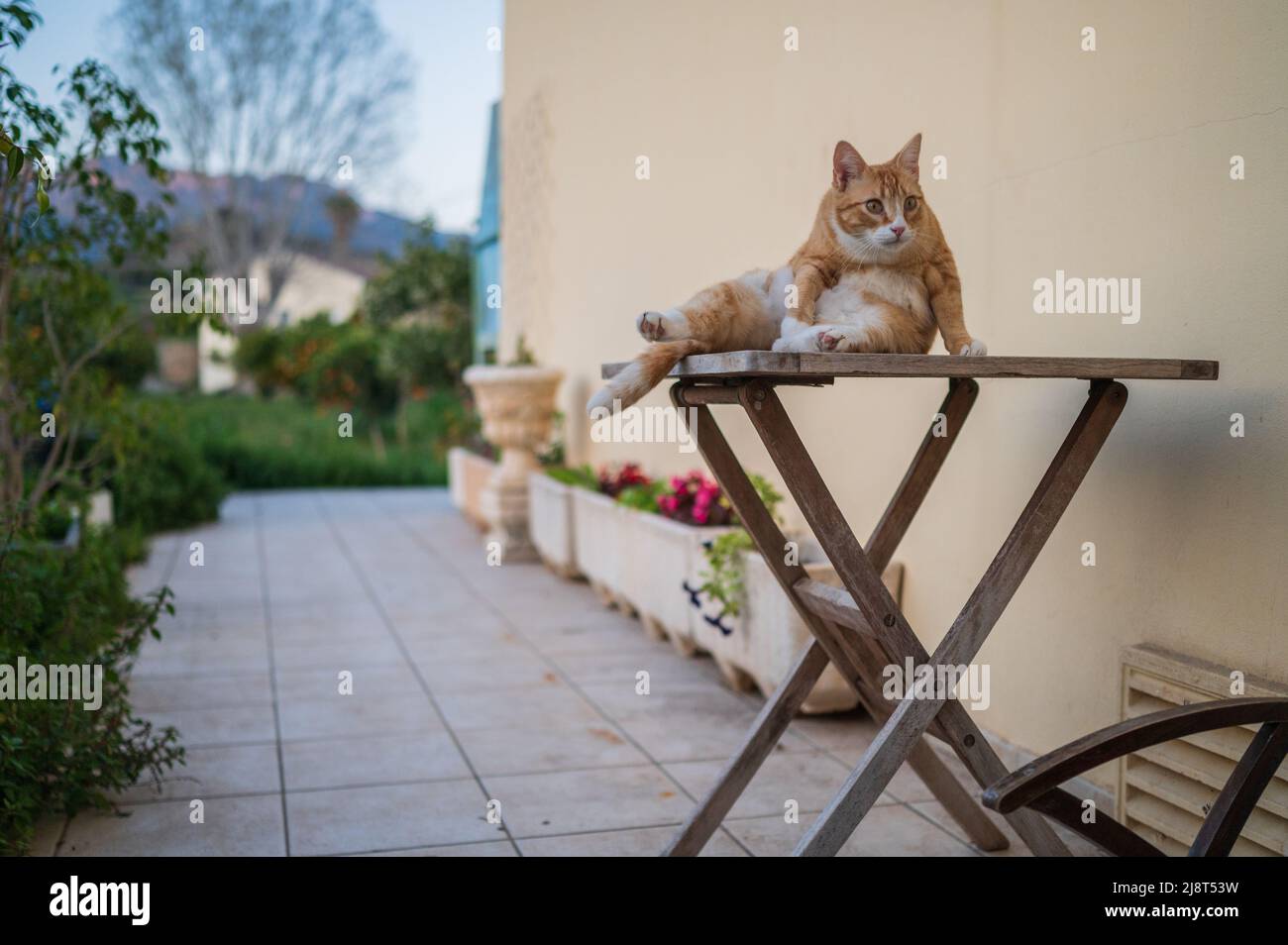 Cat on the table hi-res stock photography and images - Alamy