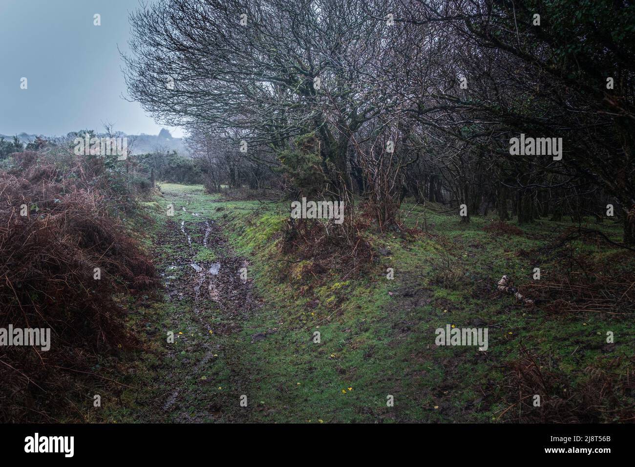 Misty wet weather over a muddy track on the wild Goonzion Downs on ...