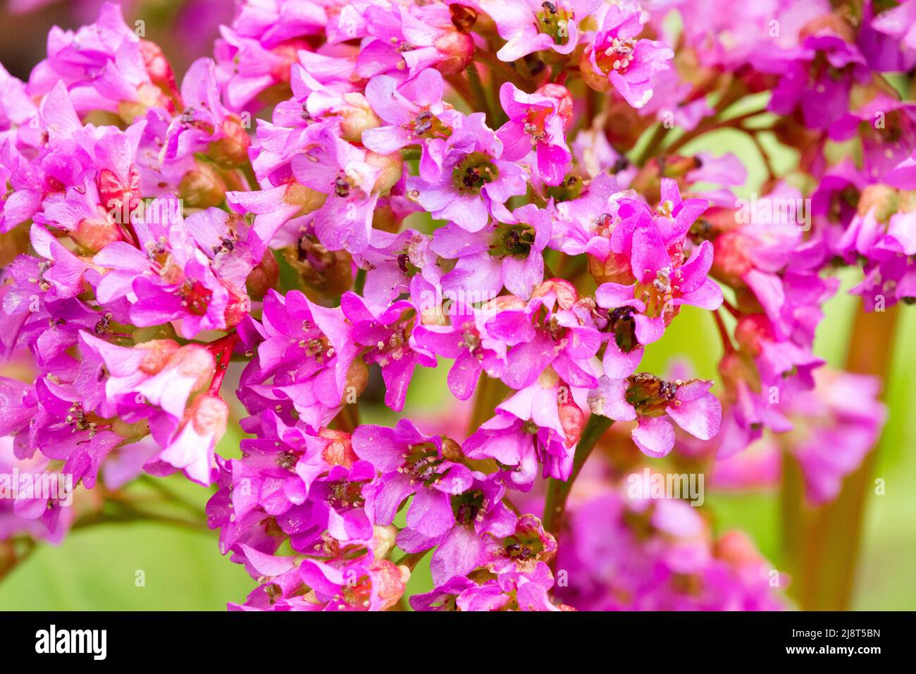 Bergenias close up hi-res stock photography and images - Alamy