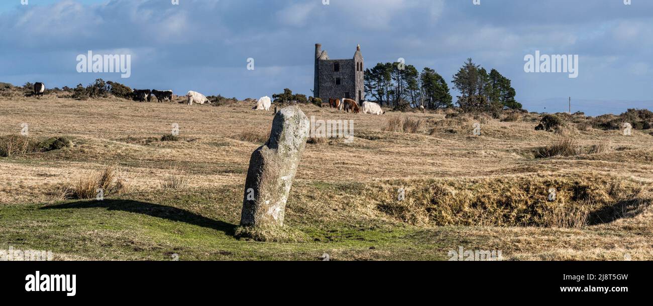 A panoramic image of cattle grazing amongst the standing stones late ...