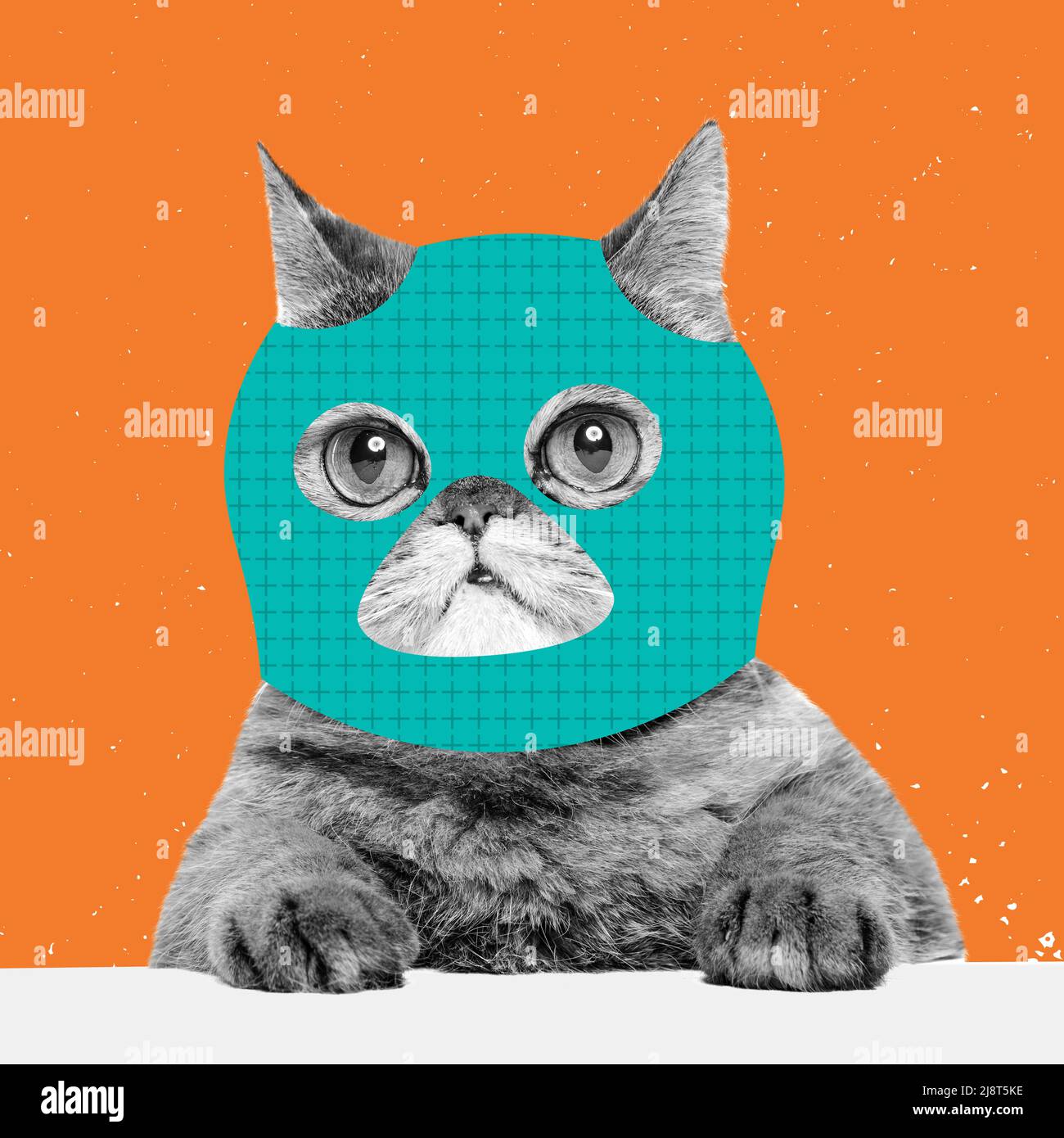 Creative portrait of cute cat wearing drawn balaclava isolated on ...