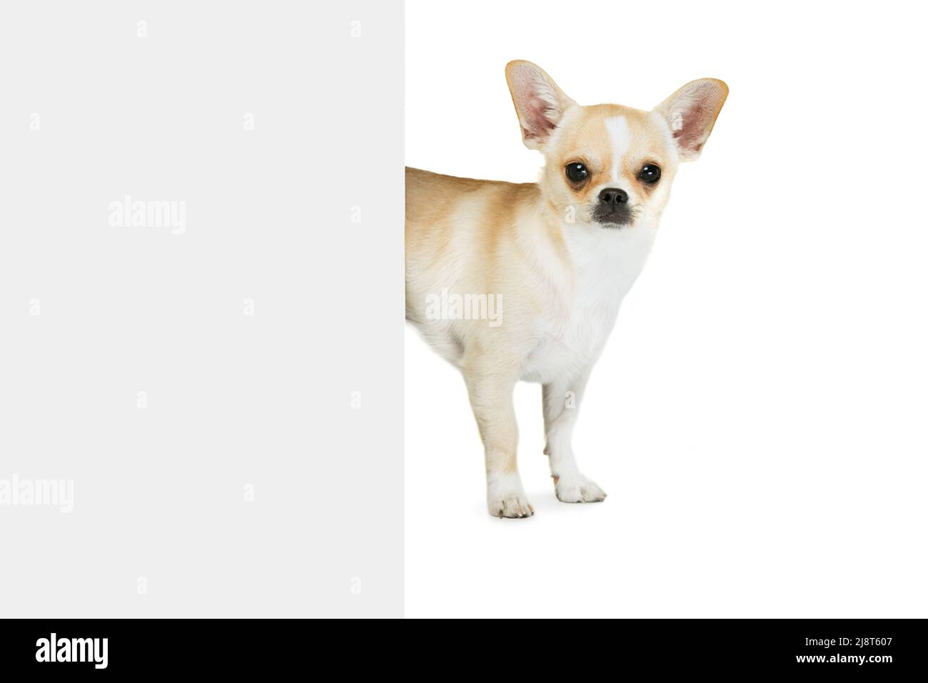 Studio shot of small chihuahua pog picking out the corner, posing ...