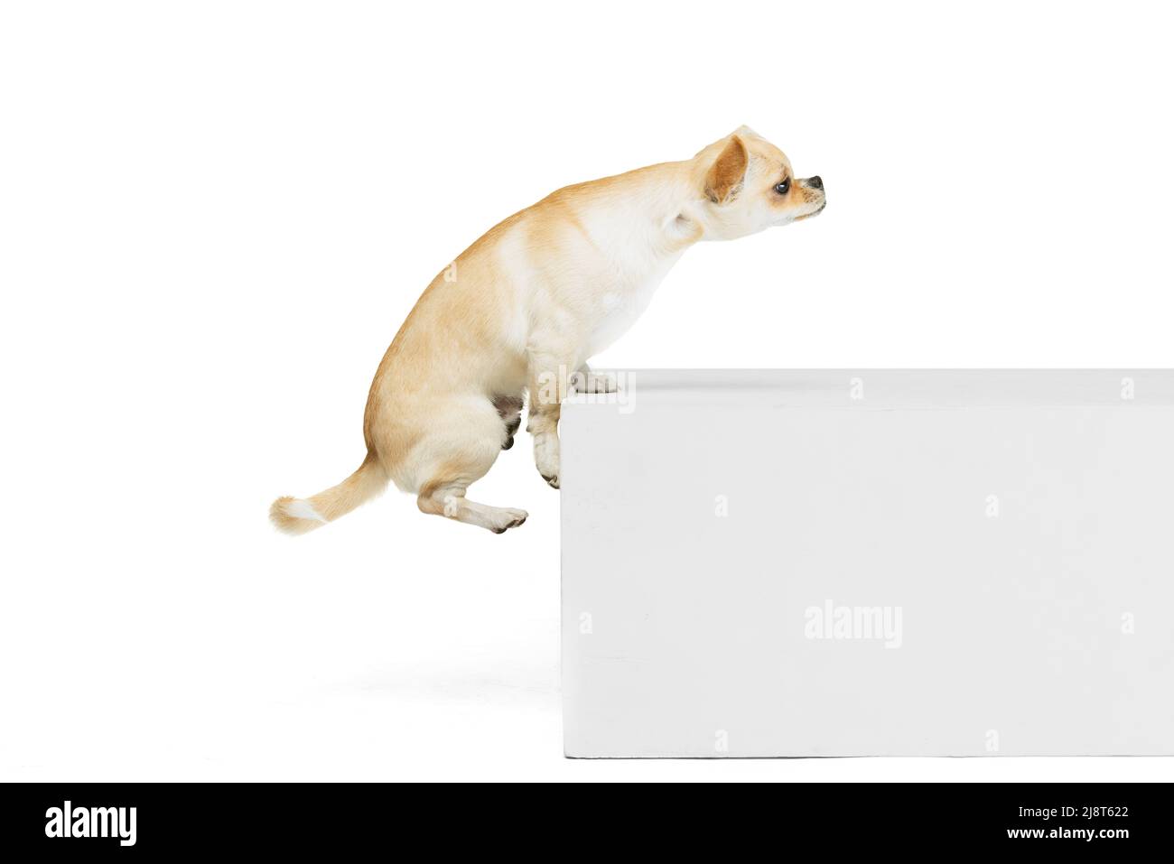 Portrait of cute chihuahua dog jumping on box, posing isolated over ...