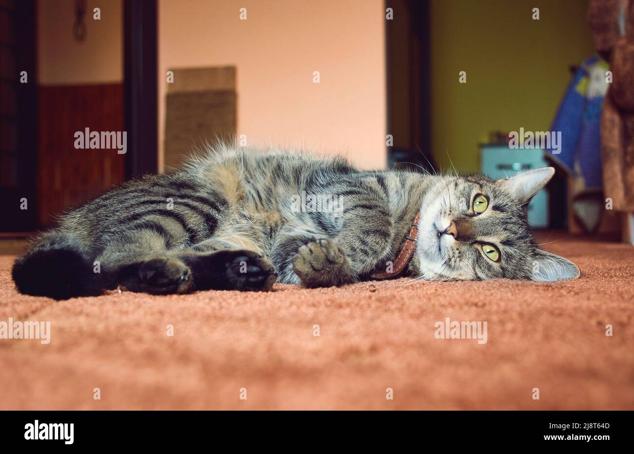 Cat sleeping on mat hi-res stock photography and images - Alamy