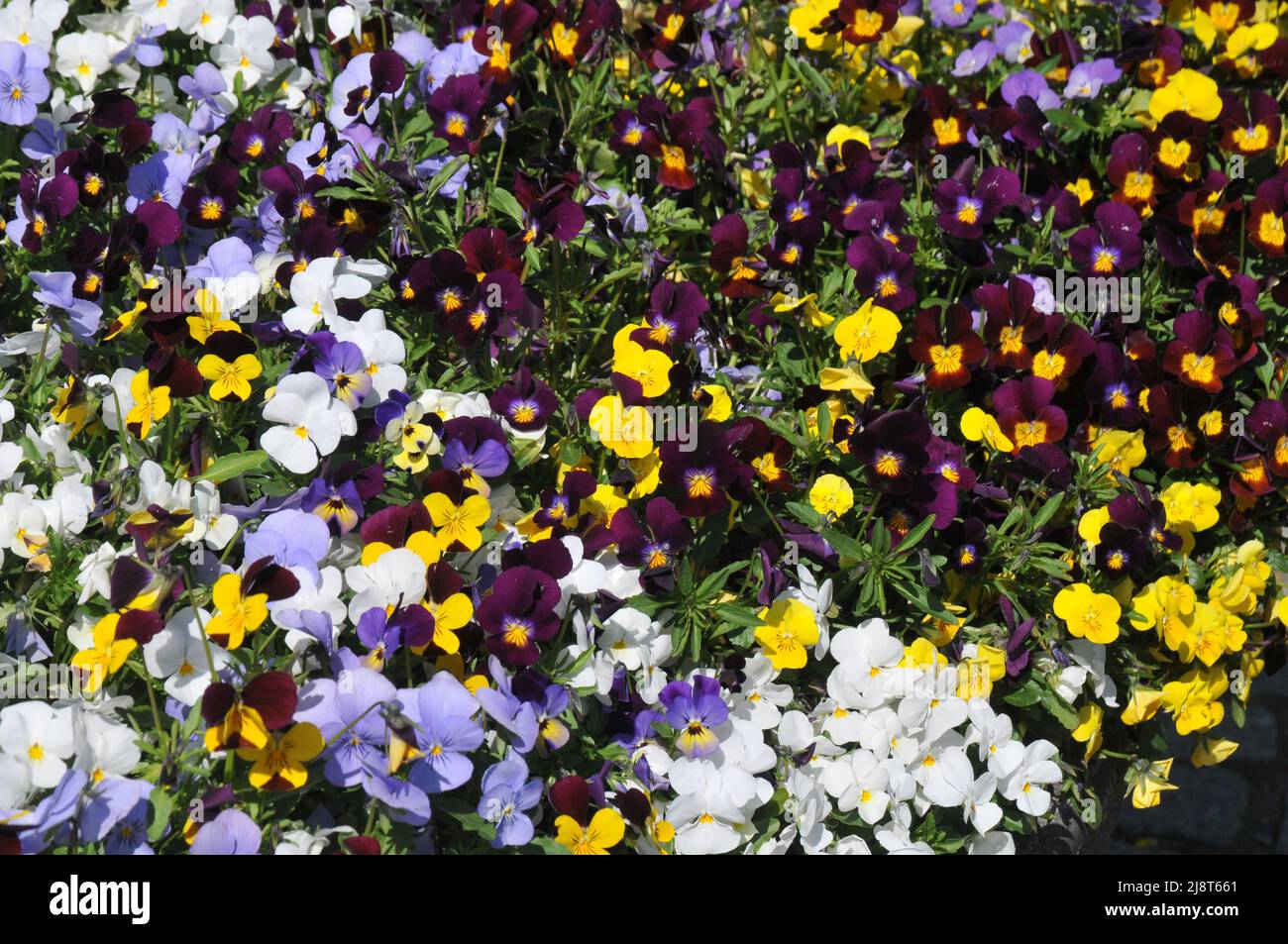Copenhagen/Denmark/18 May 2022/.Huge flower pot display for street ...