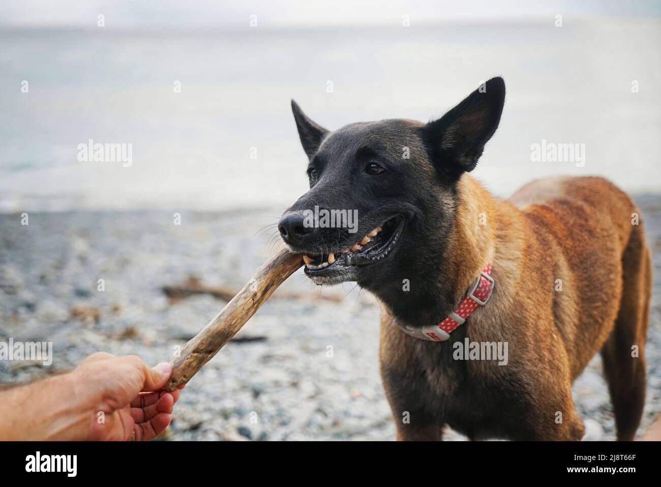 Dog pulling owner hand hi-res stock photography and images - Alamy