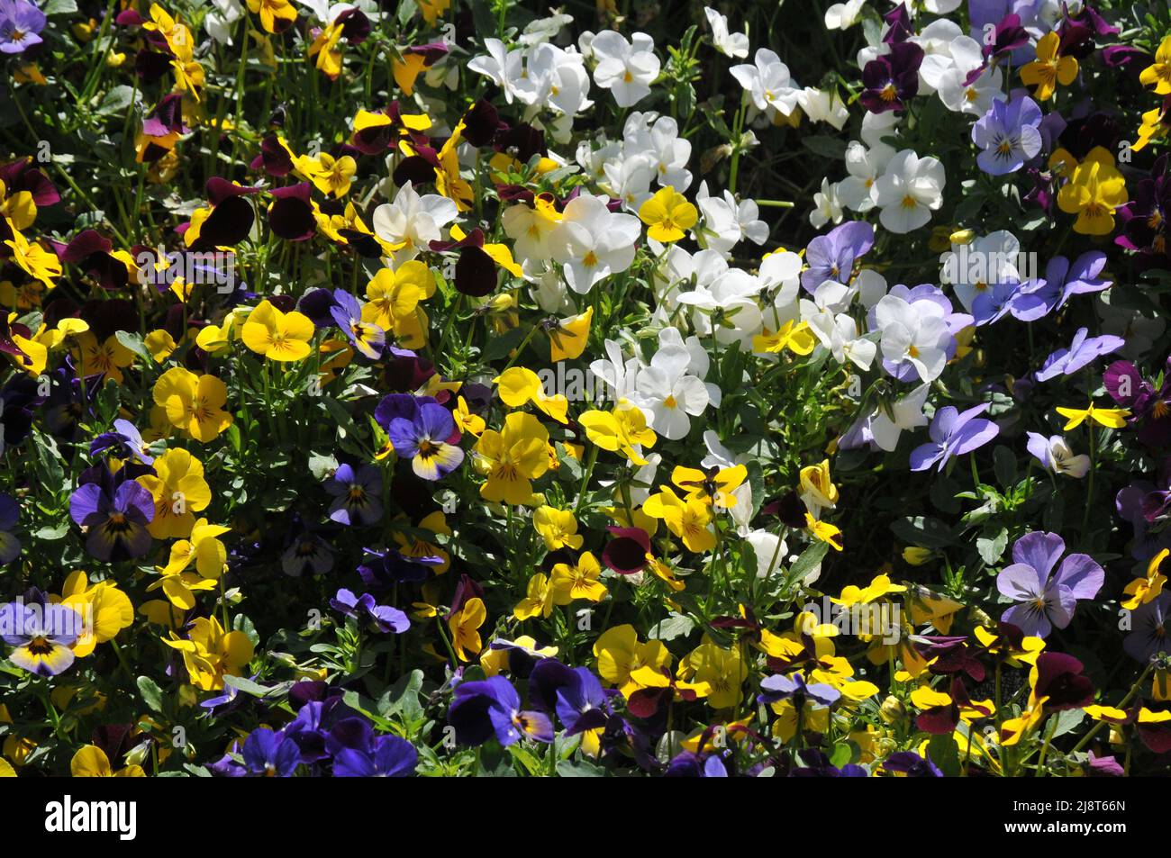 Honeand country hi-res stock photography and images - Alamy