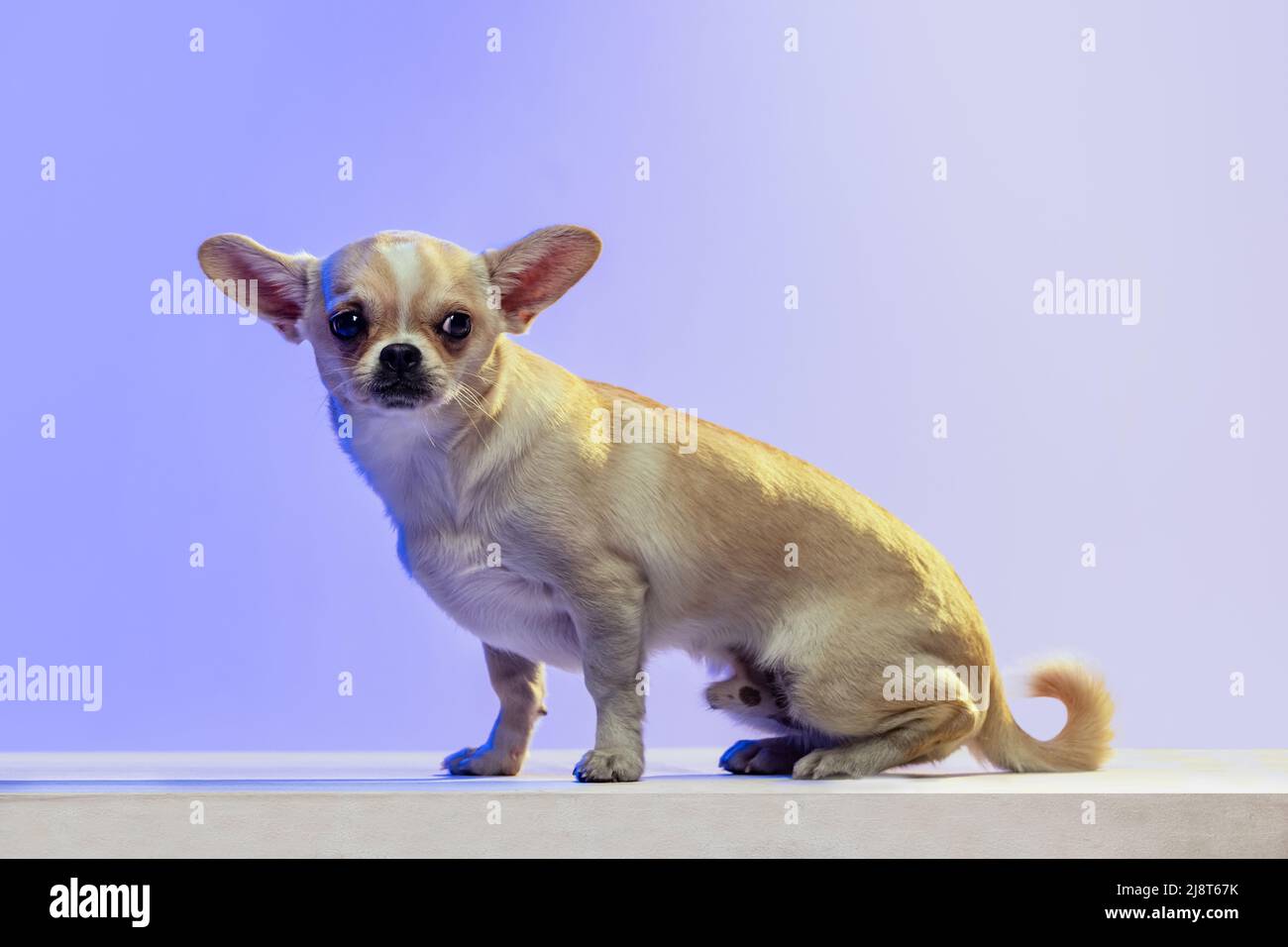 Portrait of cute chihuahua dog sitting, attentively looking, posing ...