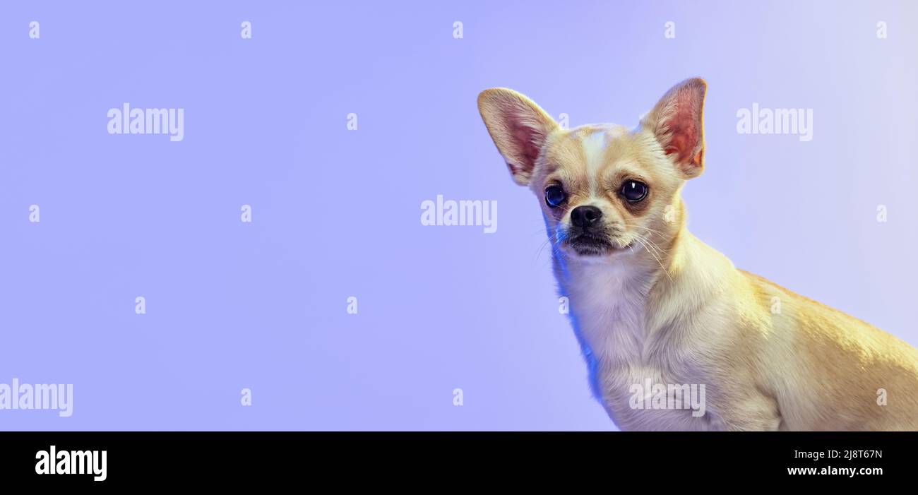 Portrait of cute chihuahua dog attentively looking away, posing ...