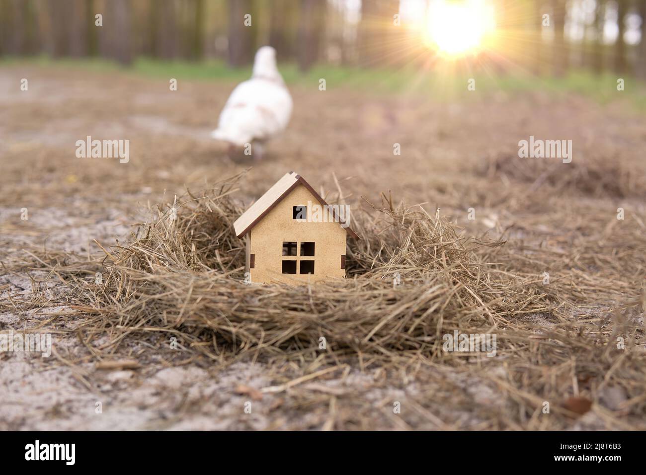 White dove walking off into the sunset away from a wooden house placed ...