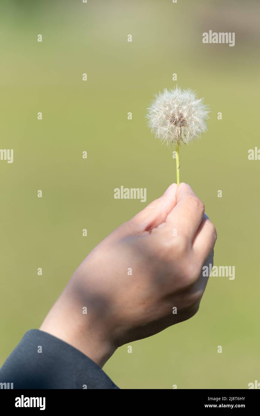 A hand holding a dandelion flower Stock Photo - Alamy