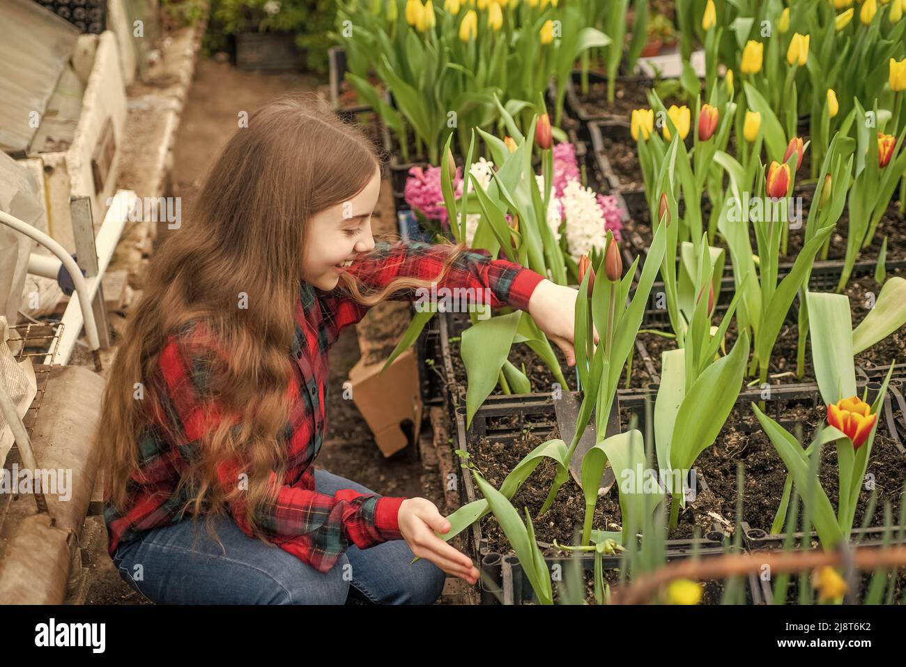 happy teen girl florist planting pot plants in greenhouse, summer Stock ...