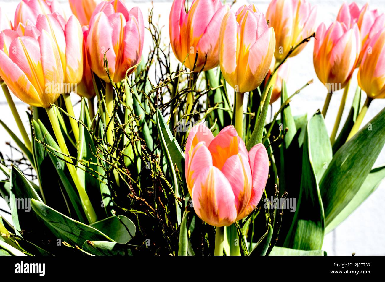 Colourful bunch of tulips; Bunter Tulpenstrauß Stock Photo - Alamy