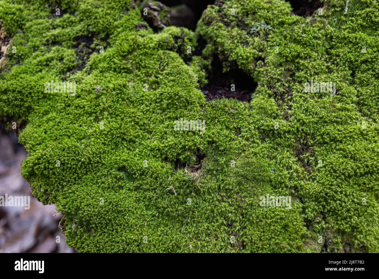 Top view of tree stump covered with moss in a dark forest Stock Photo ...