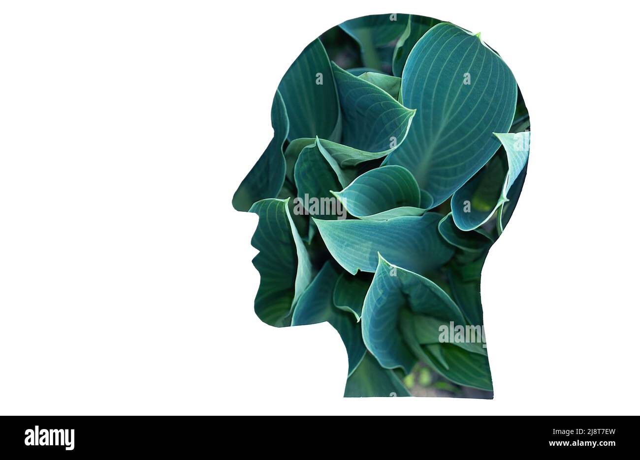 Plant leaves seen through a male head profile paper cut-out with copy ...