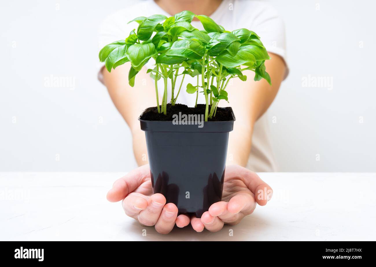 Female handing a basil pot to the viewer. Close-up of fresh basil bush ...