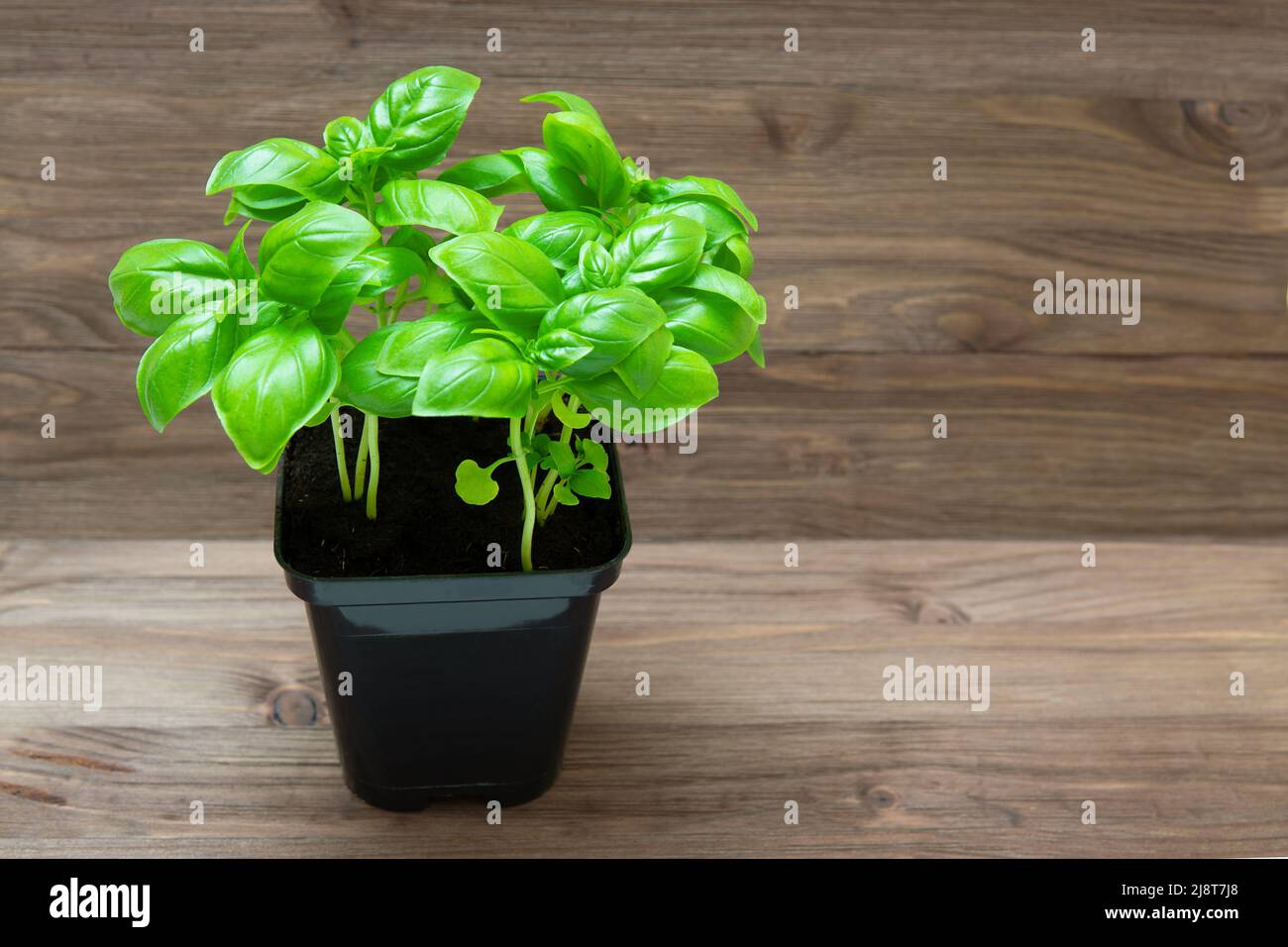 Fresh basil bush on black hi-res stock photography and images - Alamy