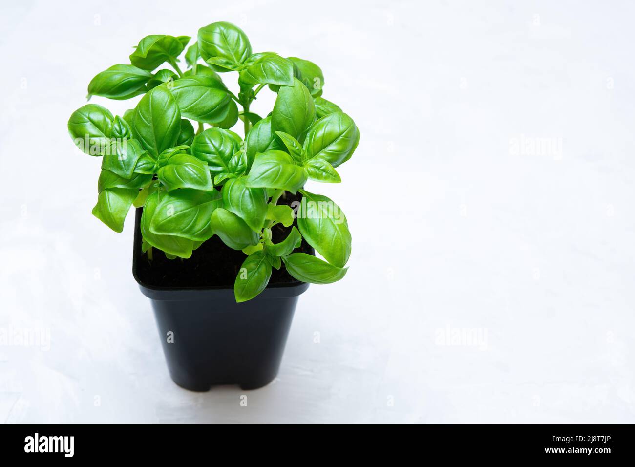 Basil bush in a black pot on a neutral background with copy space Stock ...