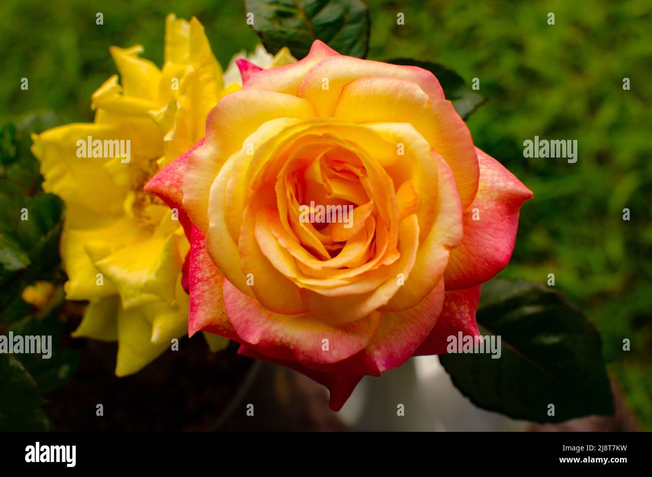 close up photo of yellow and red roses Stock Photo - Alamy