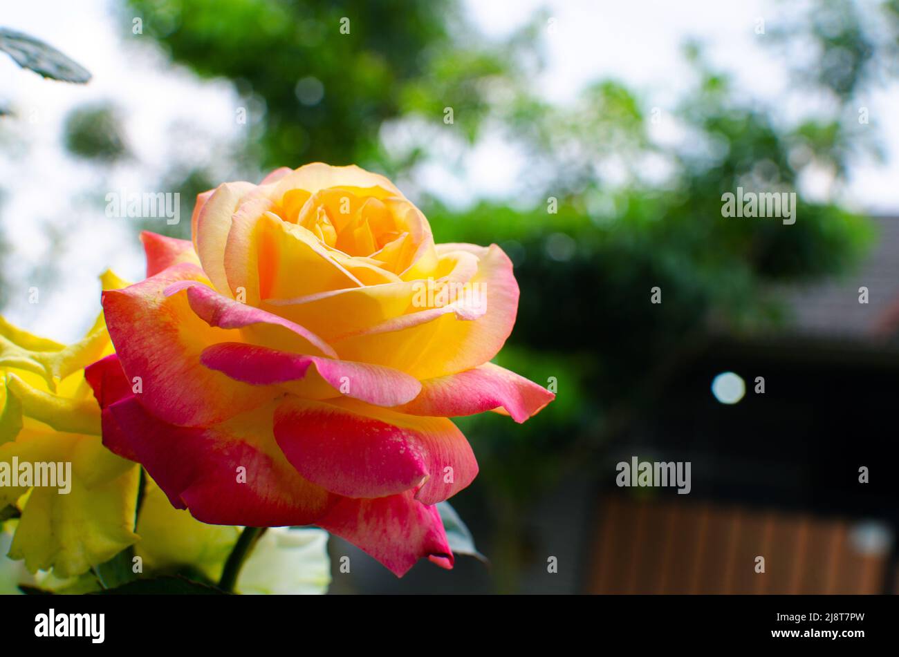 A wilted red rose and flower petals around it on a woven motif ...