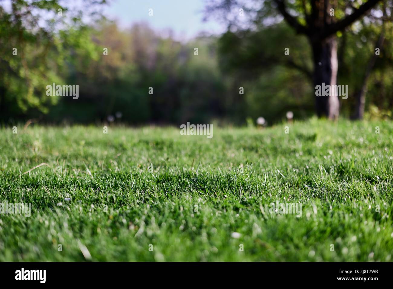 Green grass desktop screensaver, ecology and care for the environment ...