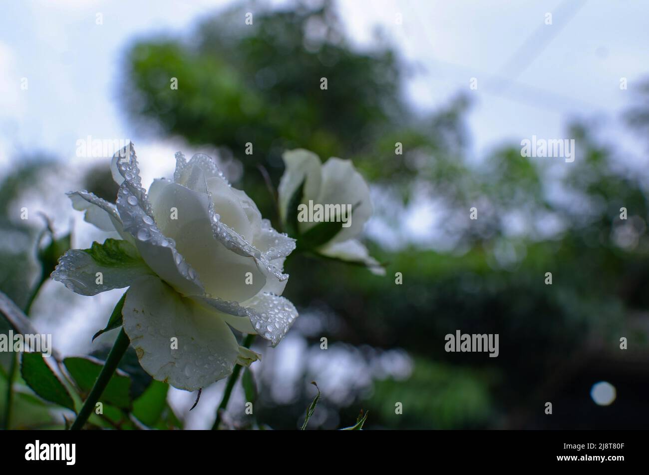 white rose with dew drops and white background Stock Photo - Alamy