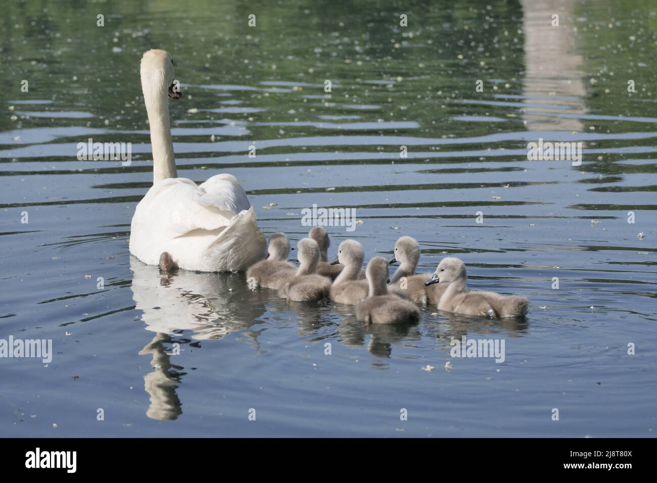 Baby swans along adda river hi-res stock photography and images - Alamy