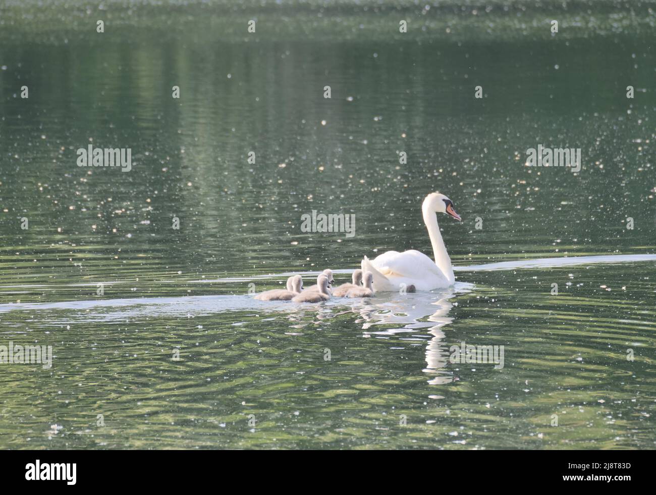 Baby swans along adda river hi-res stock photography and images - Alamy