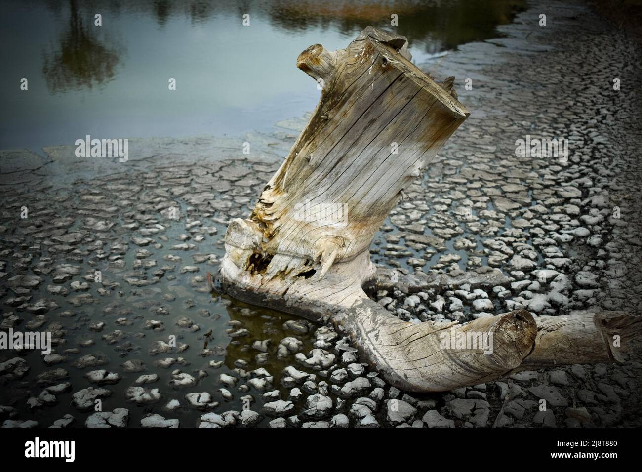 Tree Stump in the Mud in a Lake, Pan or Marsh Stock Photo - Alamy