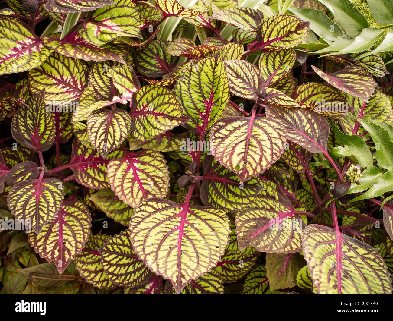 Showy vine hi-res stock photography and images - Alamy