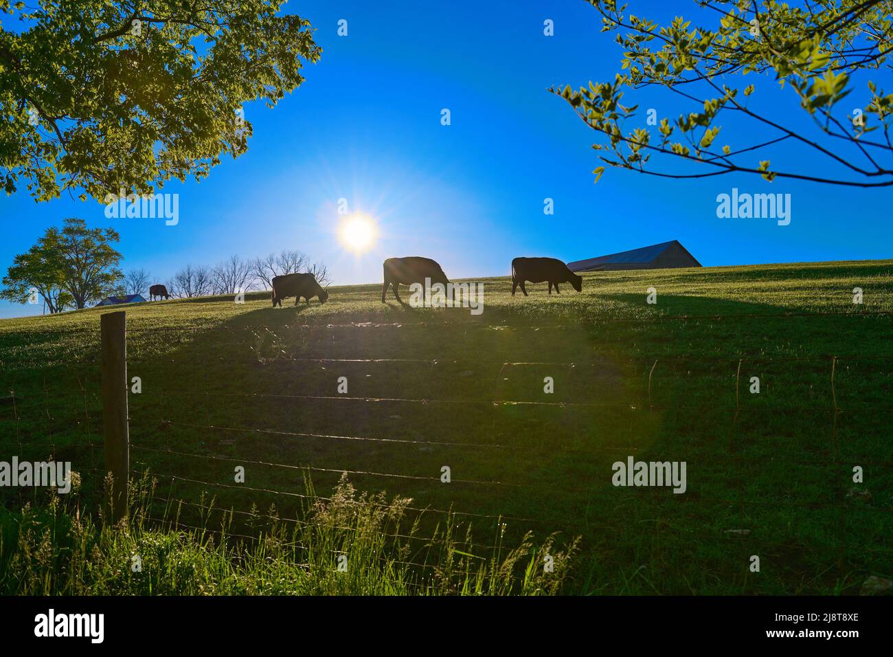 Calf with three grazing cows hi-res stock photography and images - Alamy