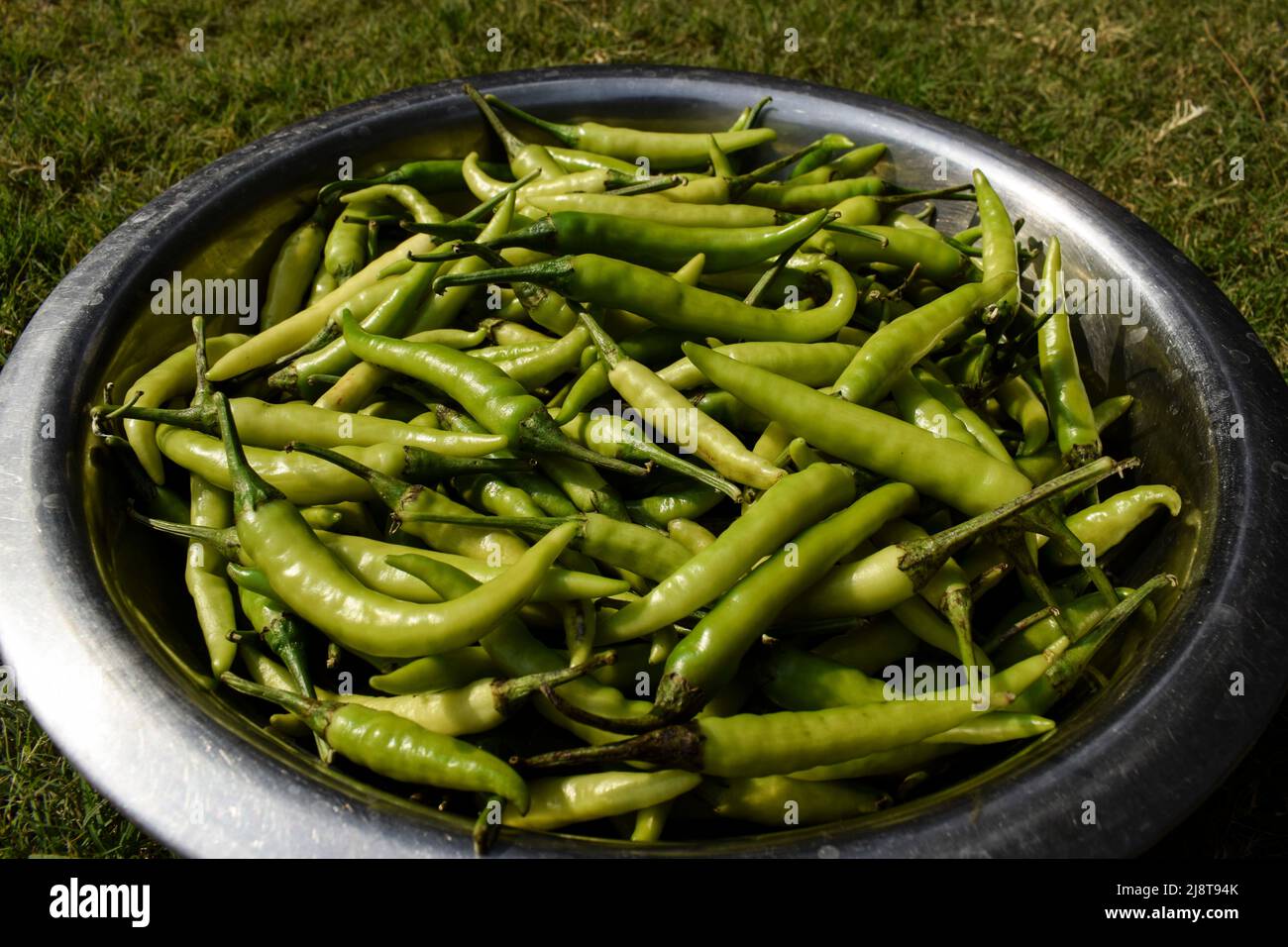 Light green colour hi-res stock photography and images - Alamy