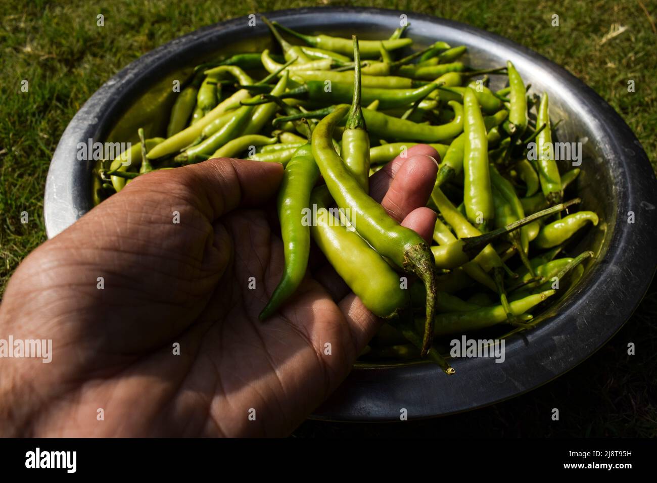 Female holding Fresh organic Green chillies many in stack. Green ...
