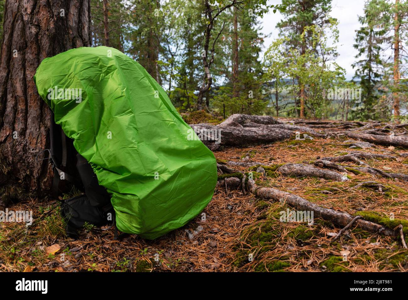 Hiking backpack with green rain cover leaning against a pine tree in ...