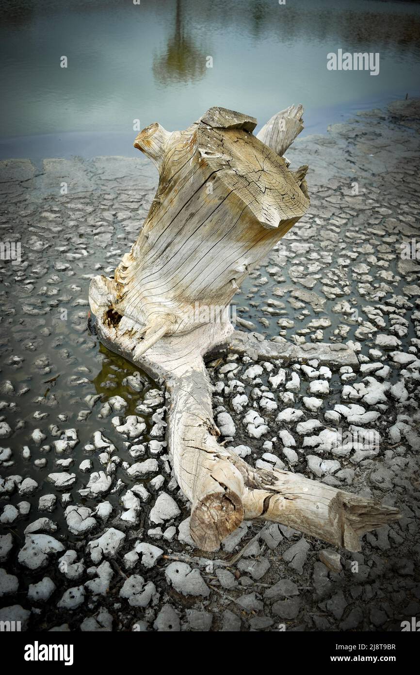 Tree Stump in Mud on the Lake Stock Photo - Alamy