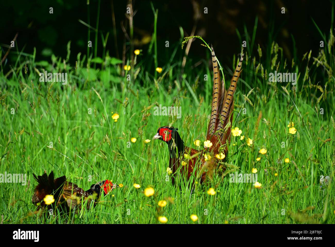 Male Pheasants in buttercup meadow, Hebden Bridge, West Yorkshire Stock ...