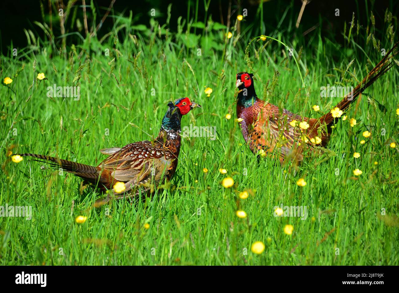 Male Pheasants in buttercup meadow, Hebden Bridge, West Yorkshire Stock Photo - Alamy
