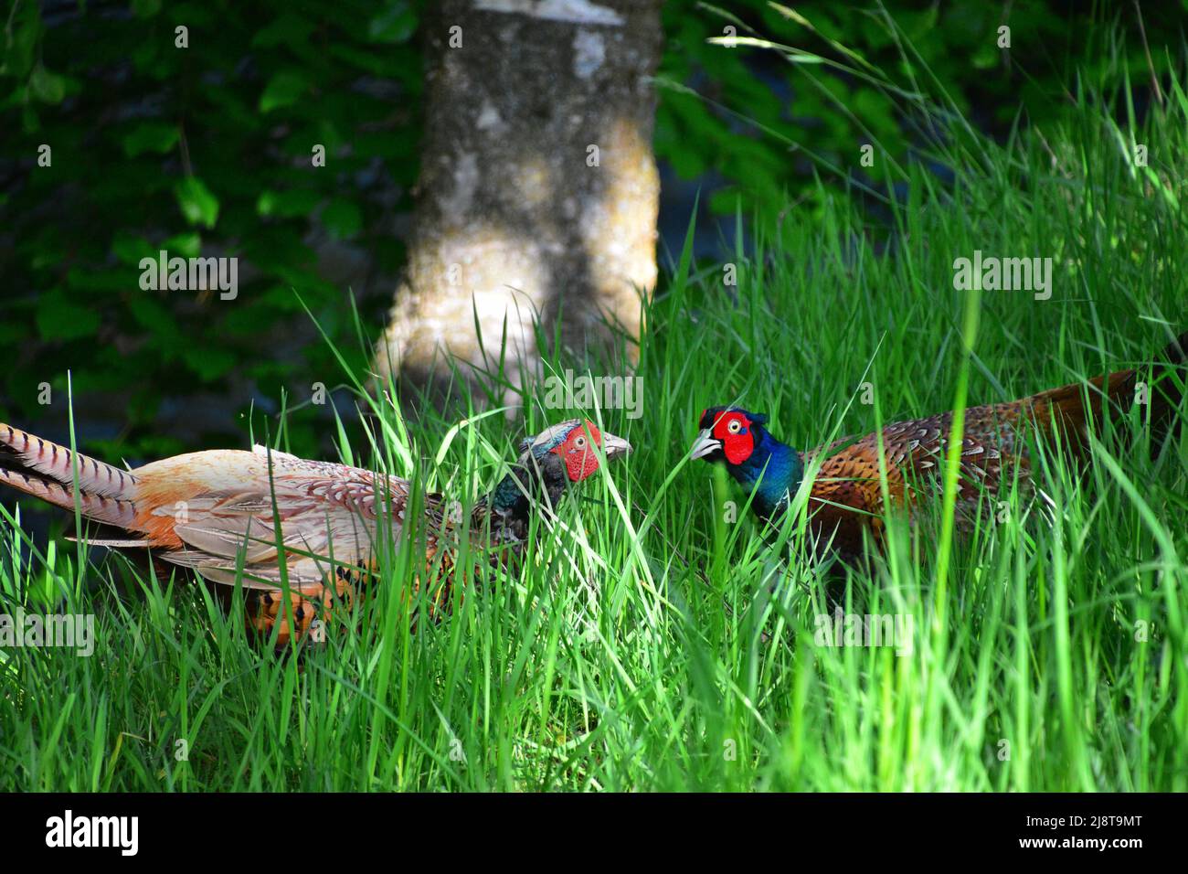 Male Pheasants in buttercup meadow, Hebden Bridge, West Yorkshire Stock ...