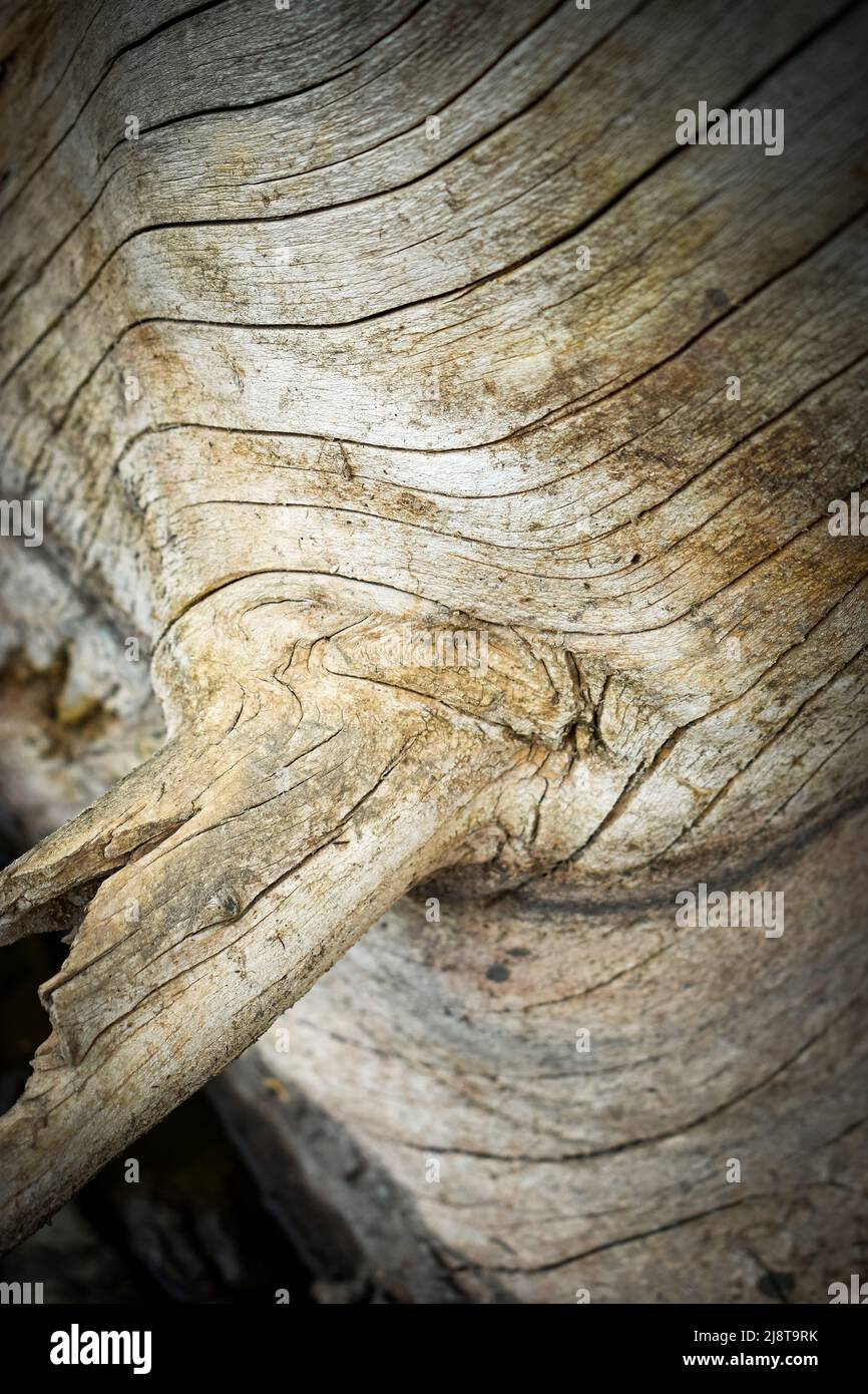 Wood veins hi-res stock photography and images - Alamy
