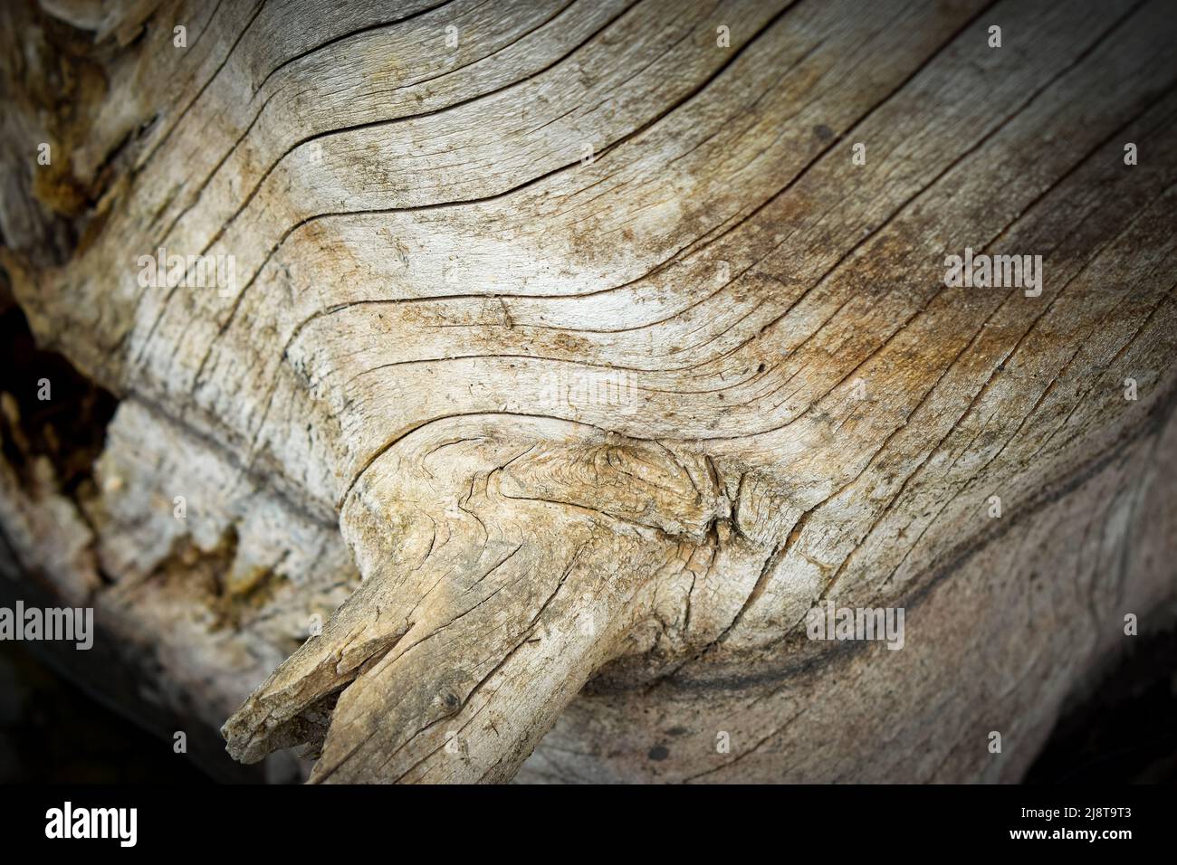 Wood veins hi-res stock photography and images - Alamy