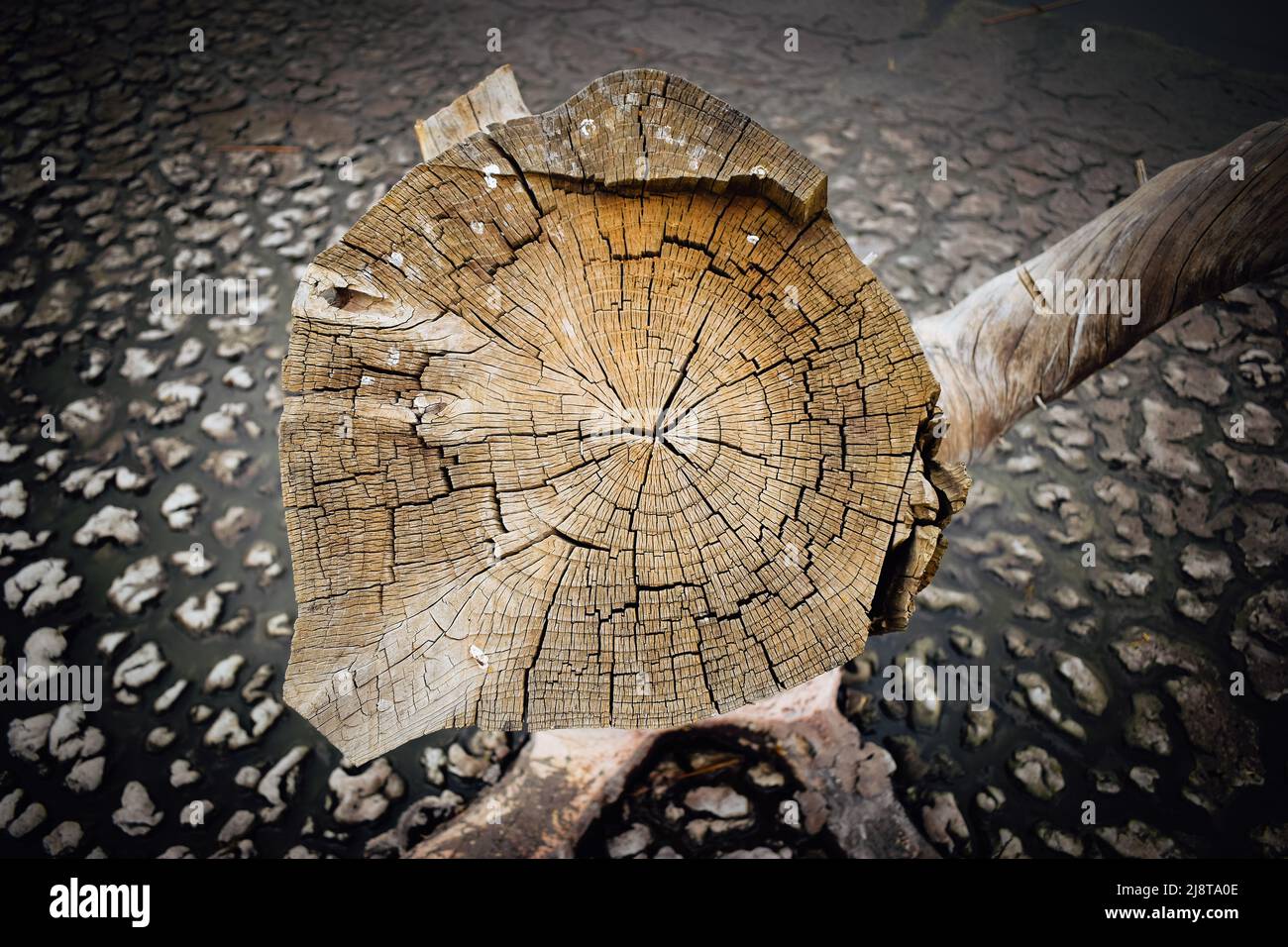 Old gray stump hi-res stock photography and images - Alamy