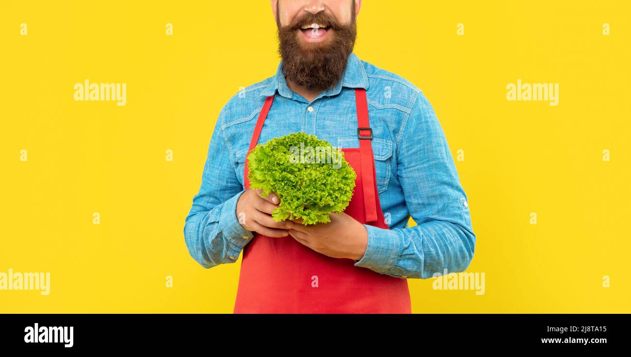 Happy man crop view in red apron holding fresh leaf lettuce yellow ...