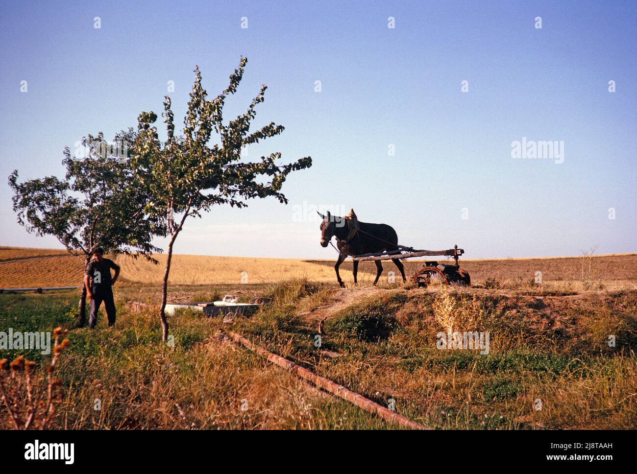 Donkey turning water wheel for irrigation on the Meseta, Spain 1964 ...
