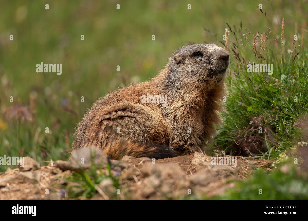 Marmot animal in the Dolomites Stock Photo - Alamy