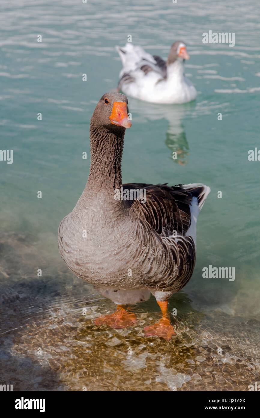 Big Greylag goose bird stands on both legs. Close-up photo Stock Photo ...